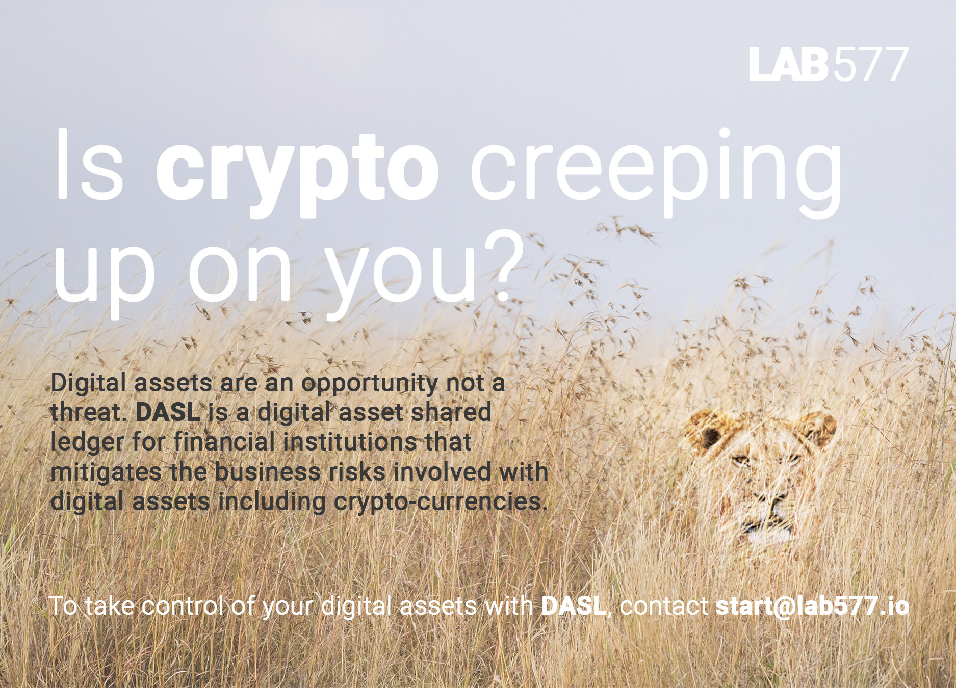 lion_postcard - ditto