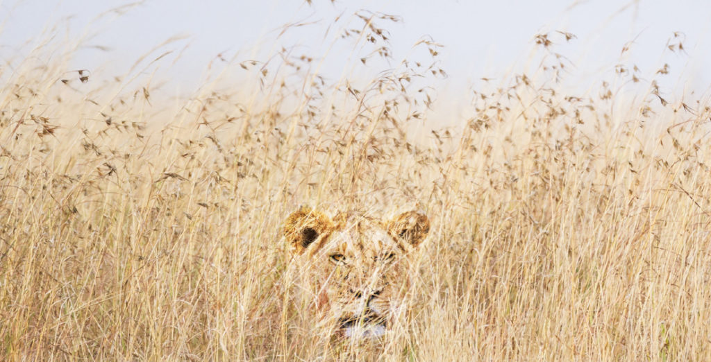 Lion Creeping1 - ditto